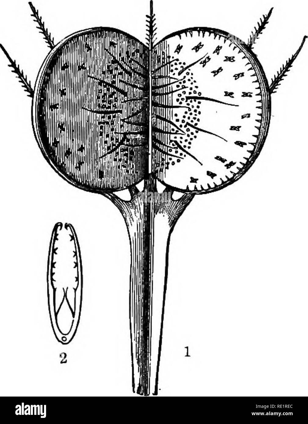 . A manual of Indian botany. Botany. provided with sharp fine teeth ...