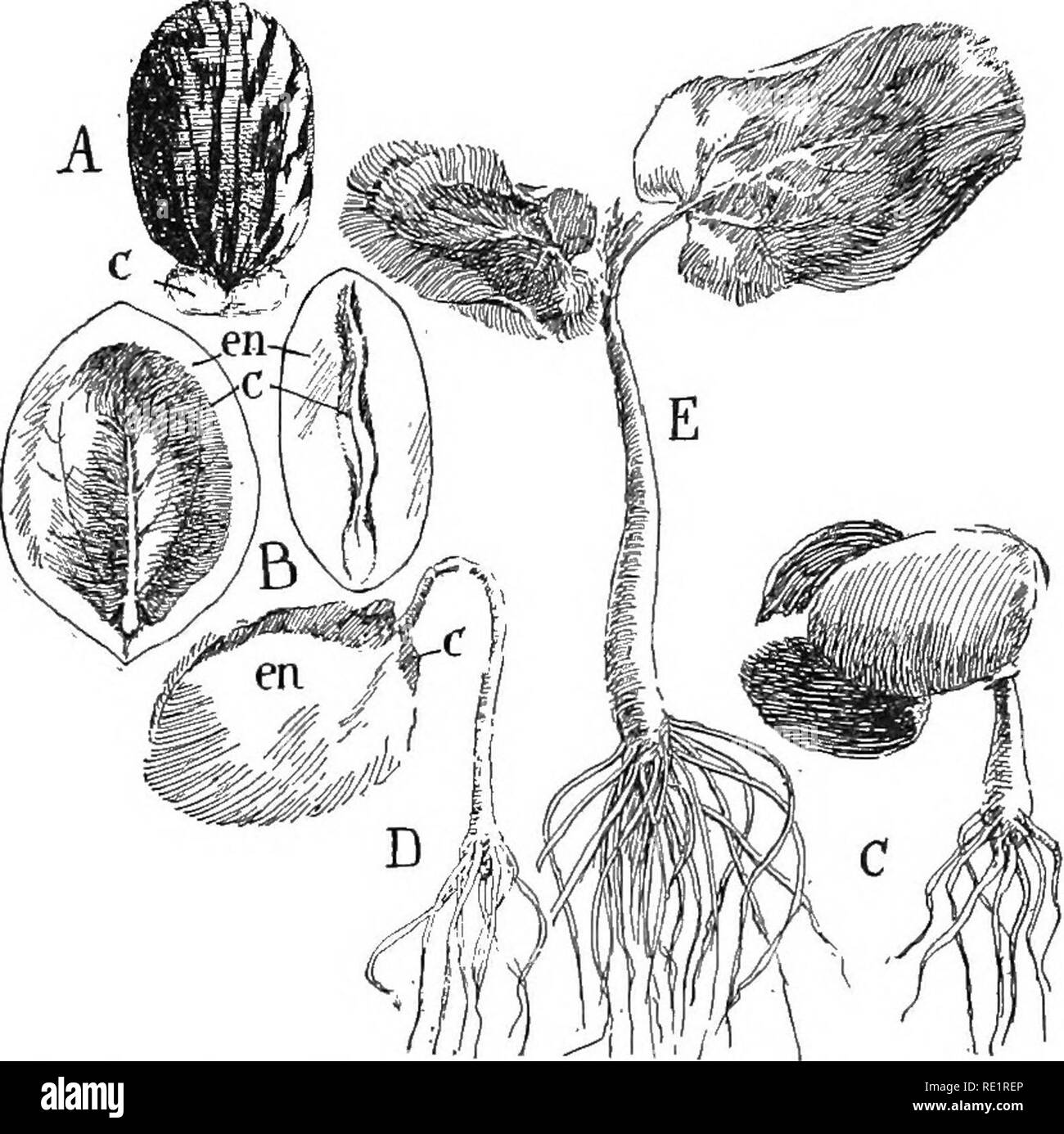 Oily coat Black and White Stock Photos & Images - Alamy
