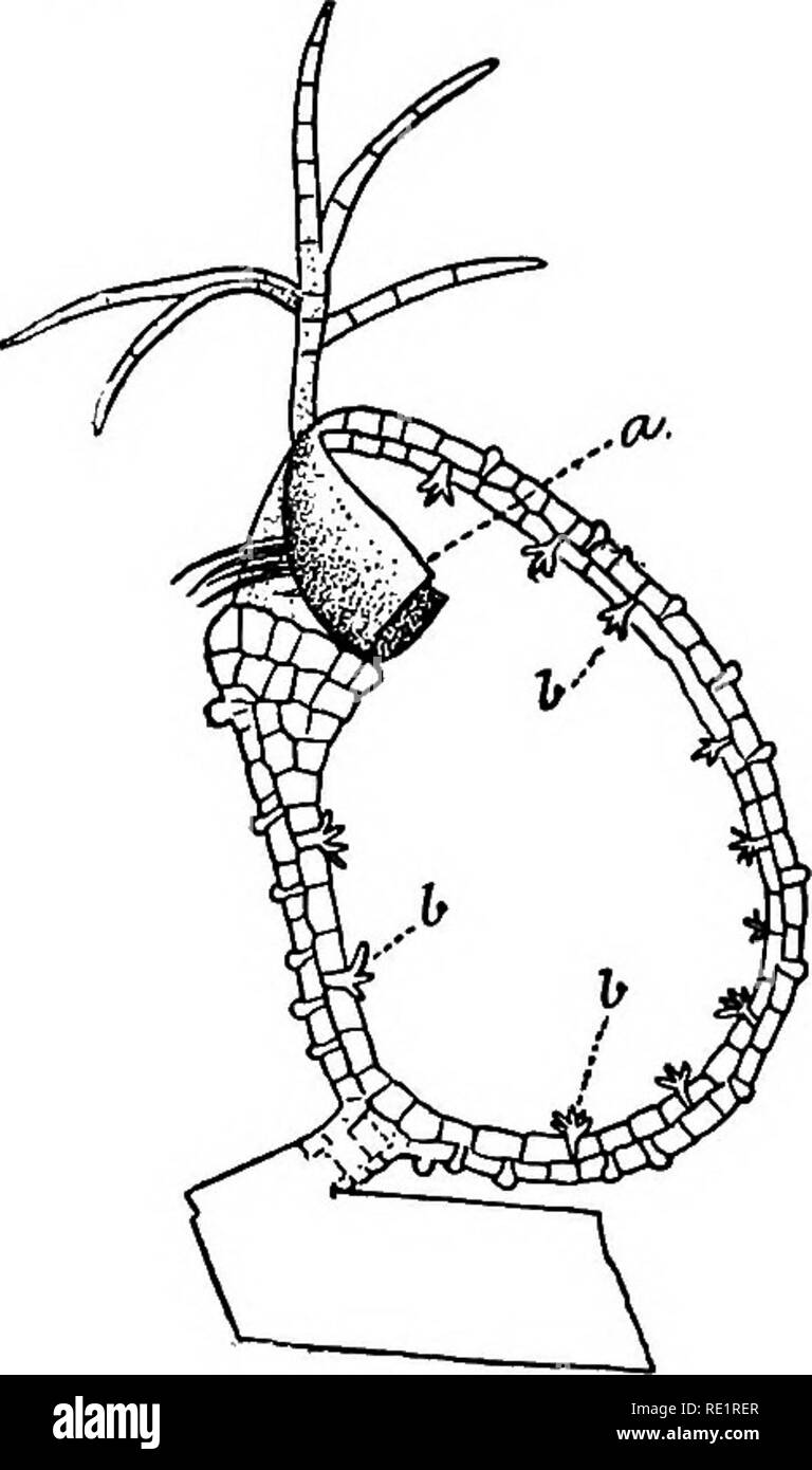 . A manual of Indian botany. Botany. Figf. 66.—Common Jhangi ...
