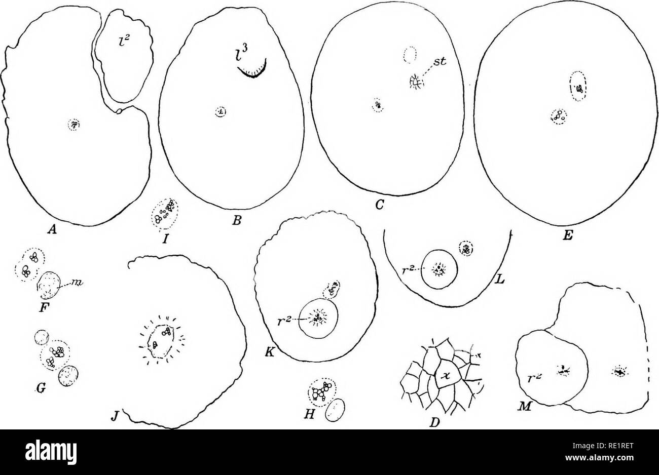 . The Eusporangiatae; the comparative morphology of the Ophioglossaceae ...