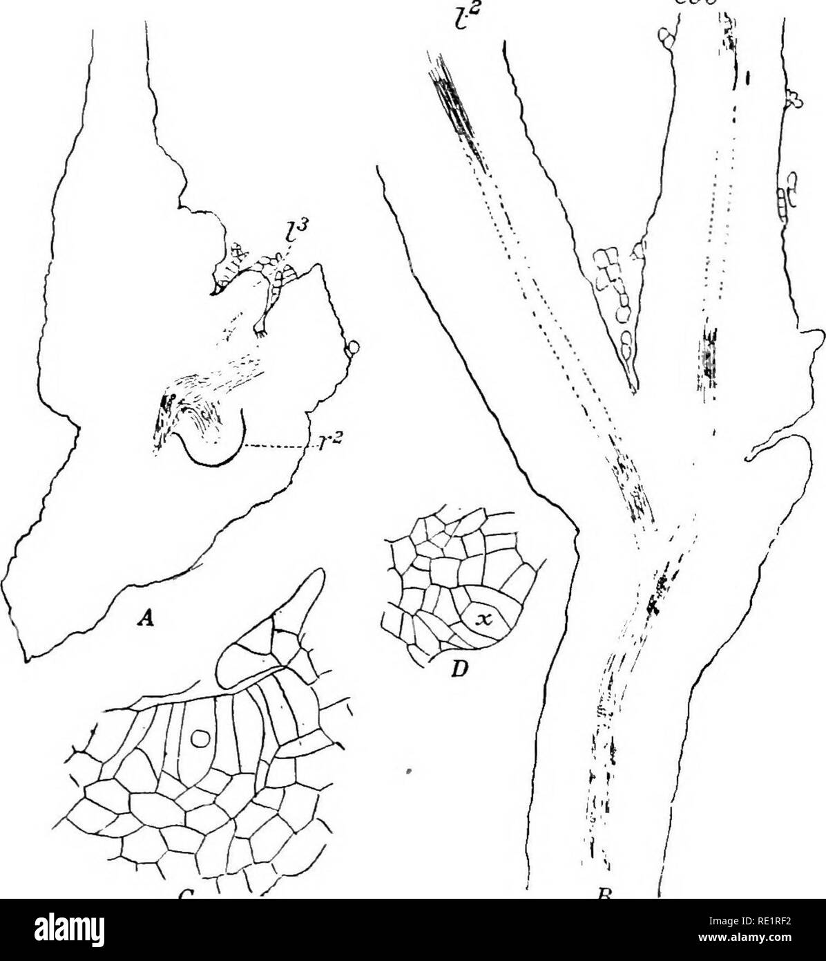 . The Eusporangiatae; the comparative morphology of the Ophioglossaceae ...