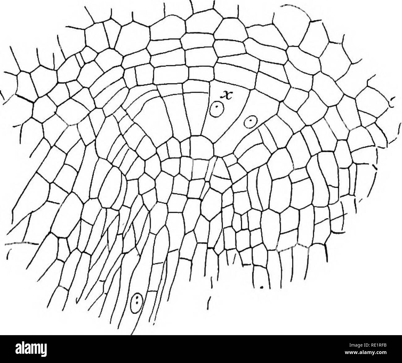 . The Eusporangiatae; the comparative morphology of the Ophioglossaceae ...