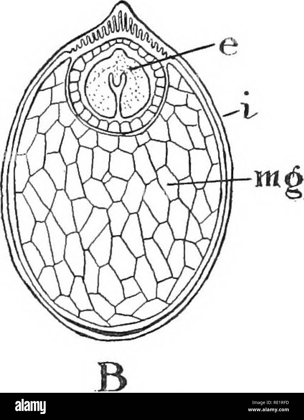 Ovule Plant Drawing