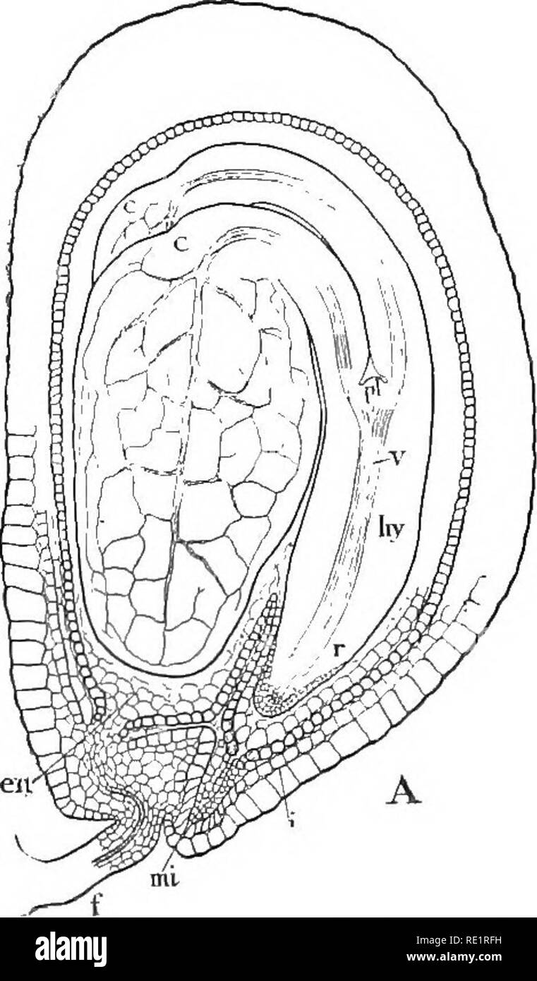 Castor seed Black and White Stock Photos & Images - Alamy