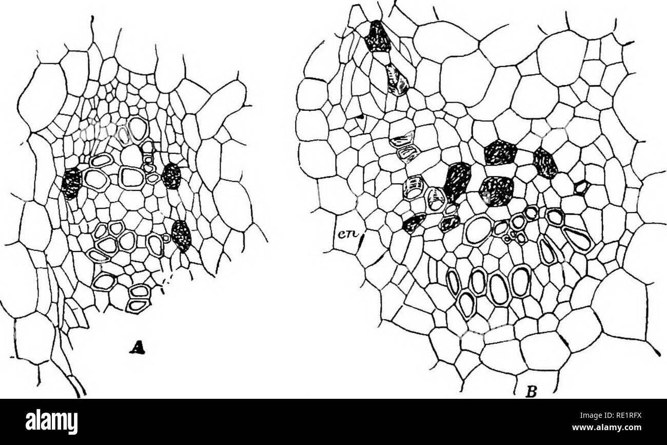 . The Eusporangiatae; the comparative morphology of the Ophioglossaceae ...