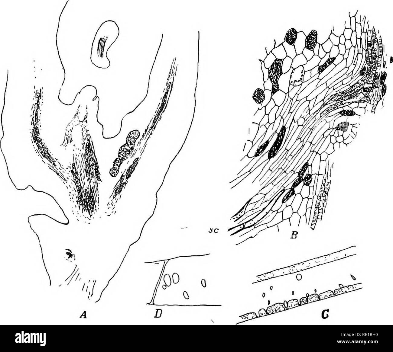 . The Eusporangiatae; the comparative morphology of the Ophioglossaceae ...