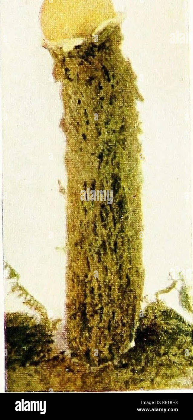 Calostoma hi-res stock photography and images - Alamy