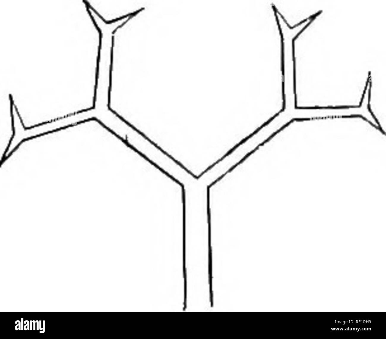 . A manual of Indian botany. Botany. 54 MORPHOLOGY that the distinction ...