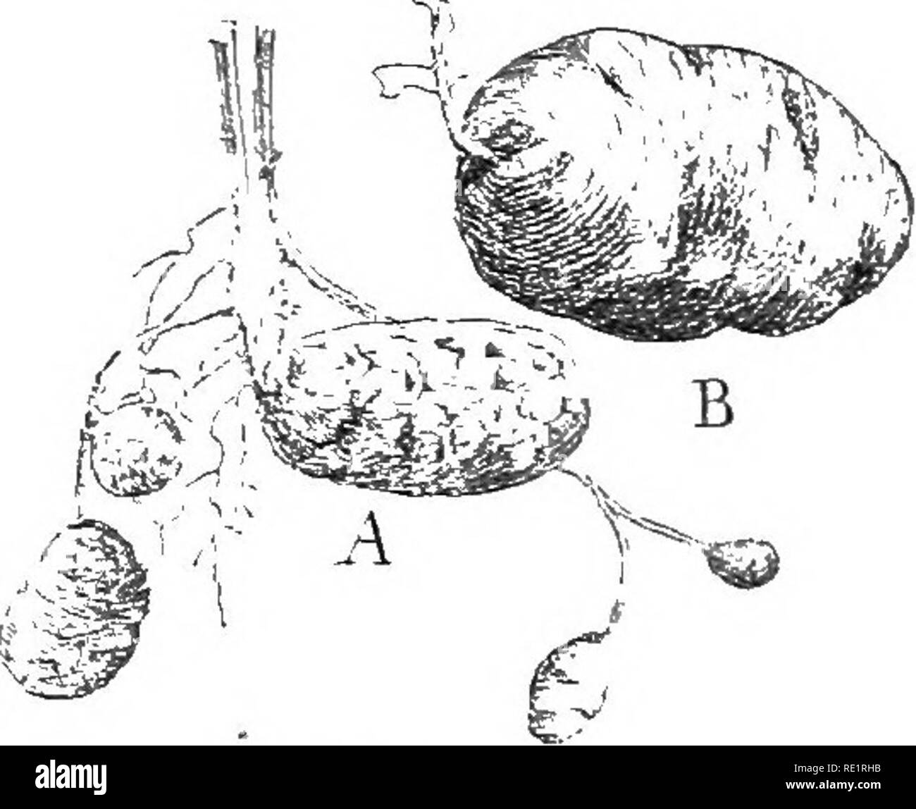 Parts of the potato Black and White Stock Photos & Images - Alamy