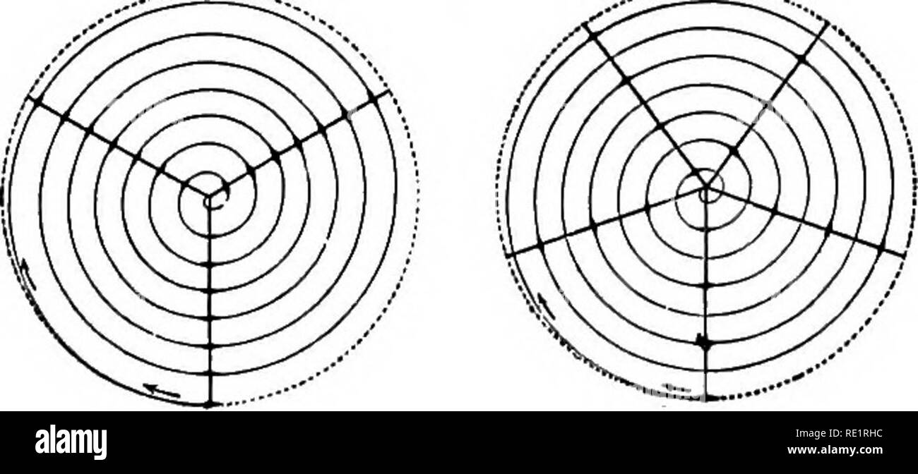 . A manual of Indian botany. Botany. 52 MORPHOLOGY The lateral ...