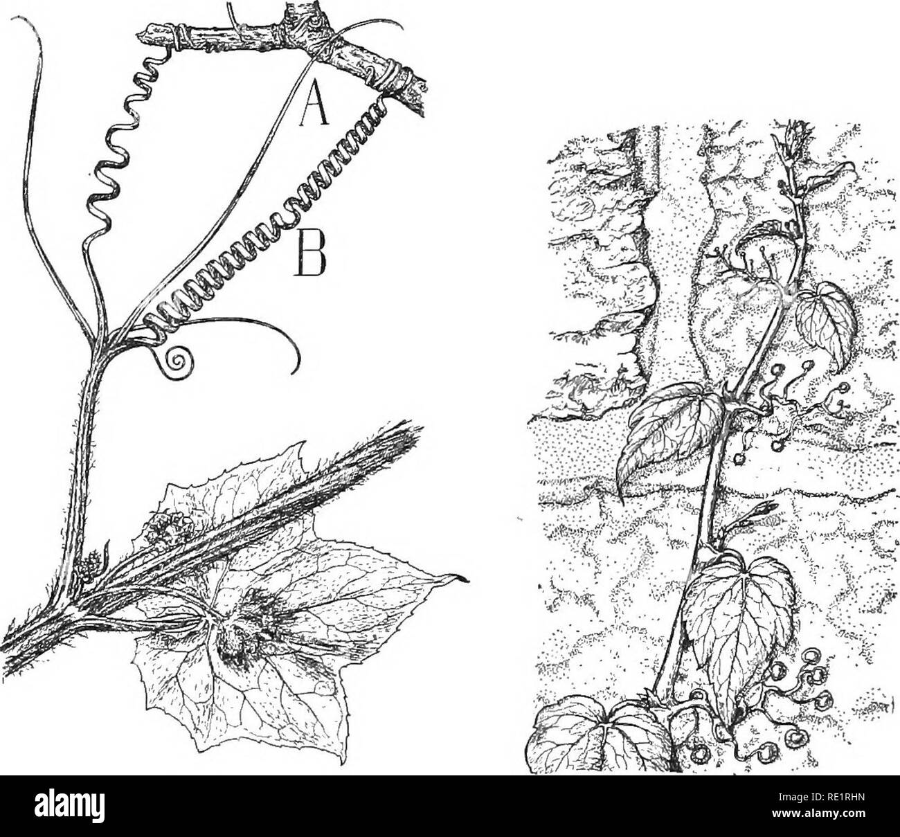 Spring like tendrils hi-res stock photography and images - Alamy