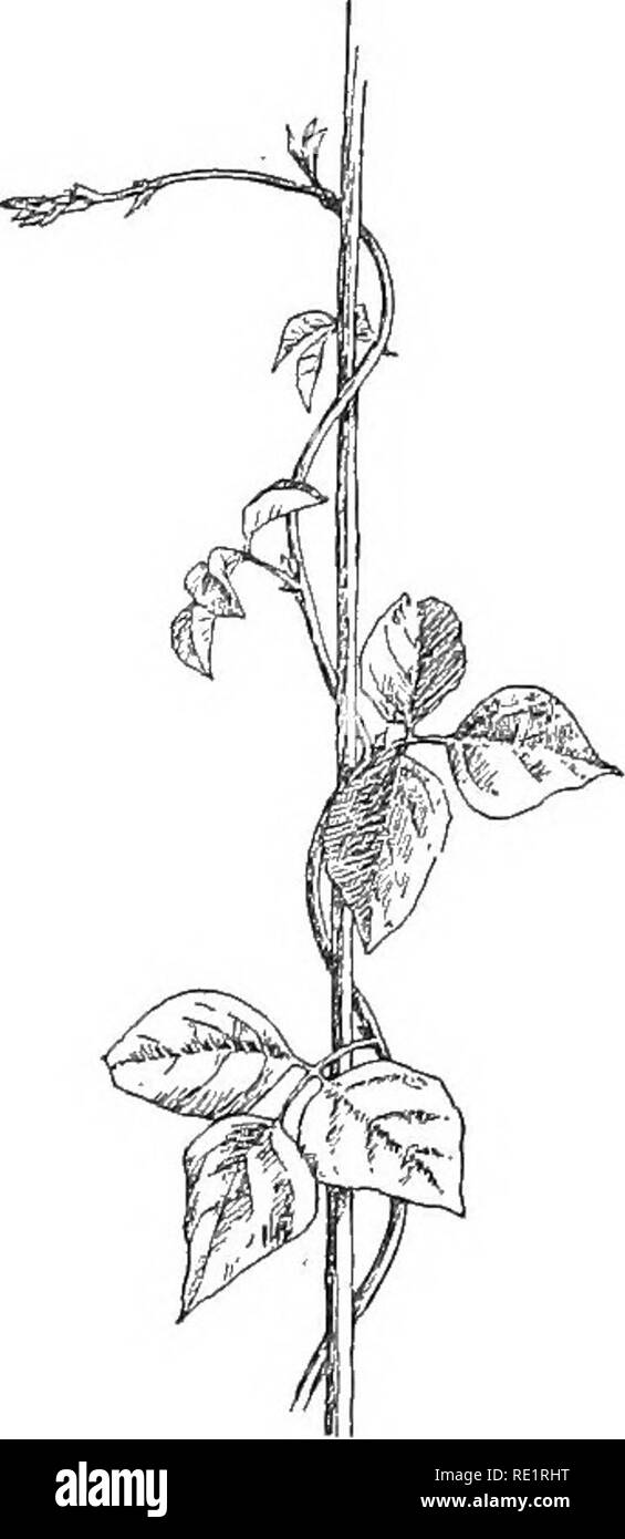 . Nature and development of plants. Botany. io6 NATURE OF CLIMBING ...