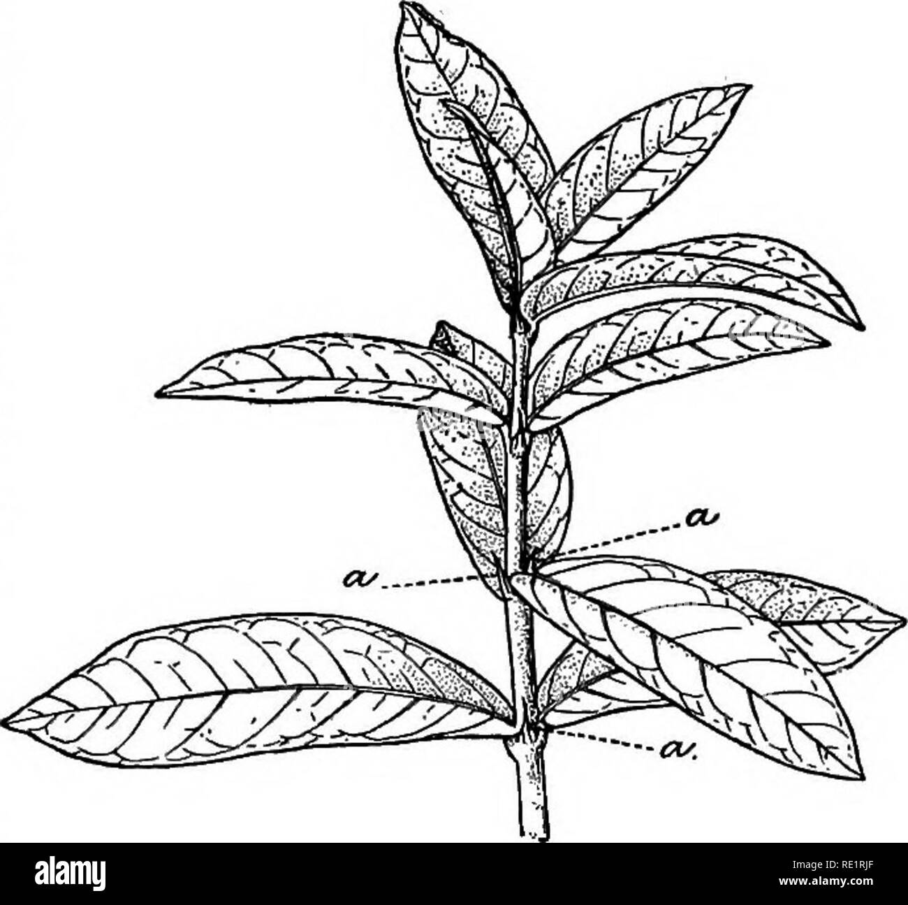 Indian pulse Black and White Stock Photos & Images - Alamy