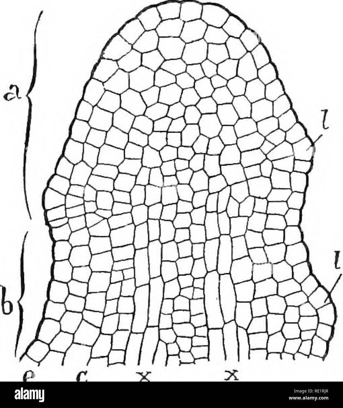 . Nature and development of plants. Botany. 98 ELONGATION OF THE STEM ...