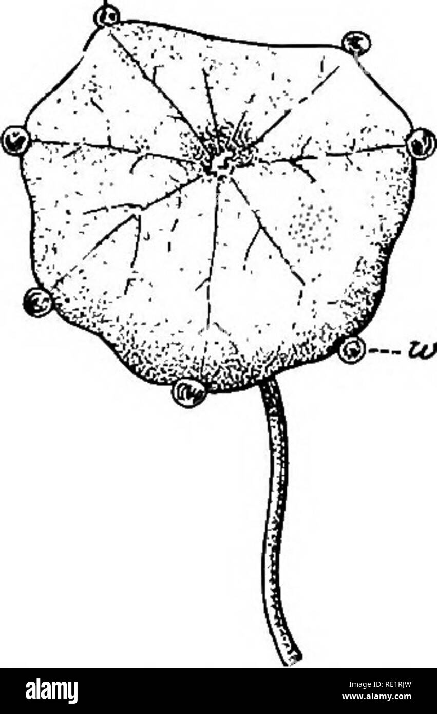 Types of ixora hi-res stock photography and images - Alamy