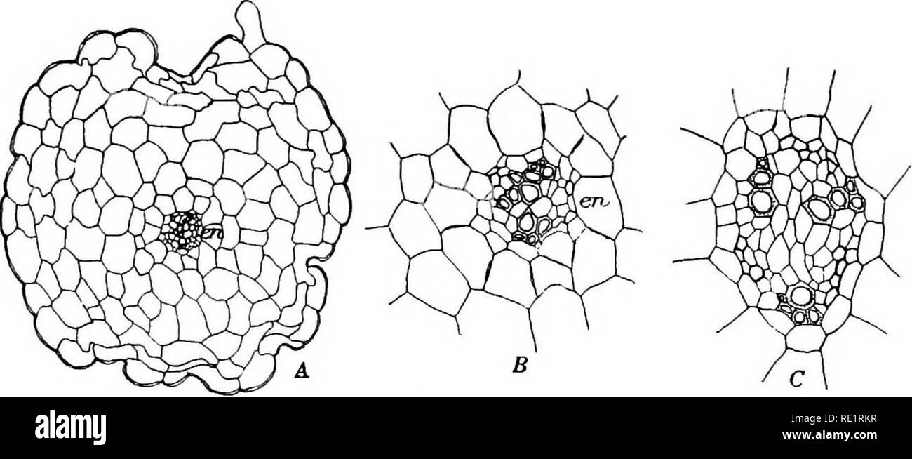 Marattiales hi-res stock photography and images - Alamy