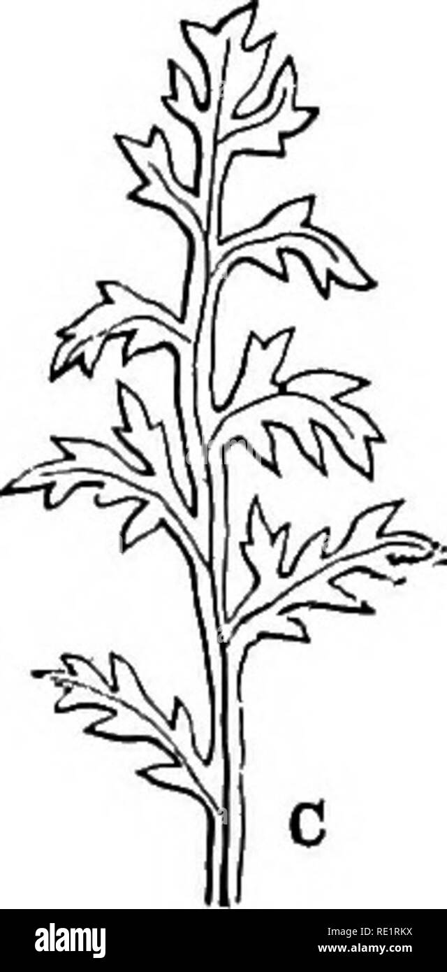 Pinnately lobe leaves hi-res stock photography and images - Alamy