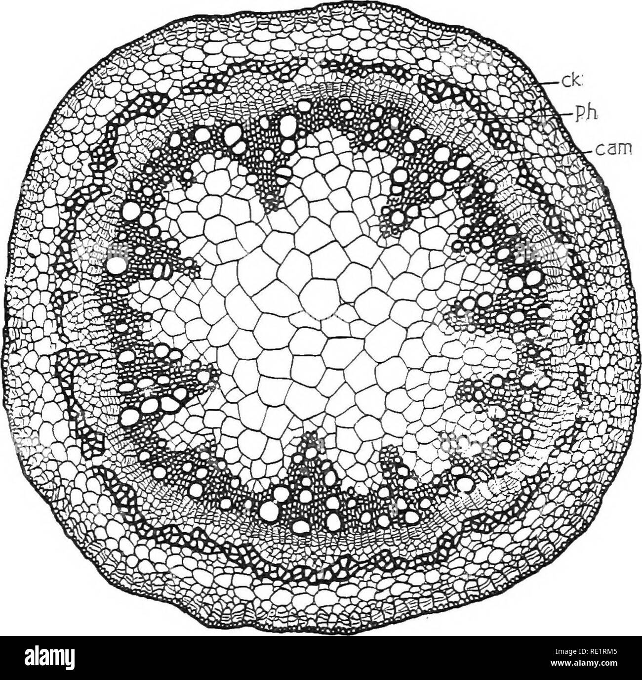 . Nature and development of plants. Botany. NATURE OF PLANTS 91 ...
