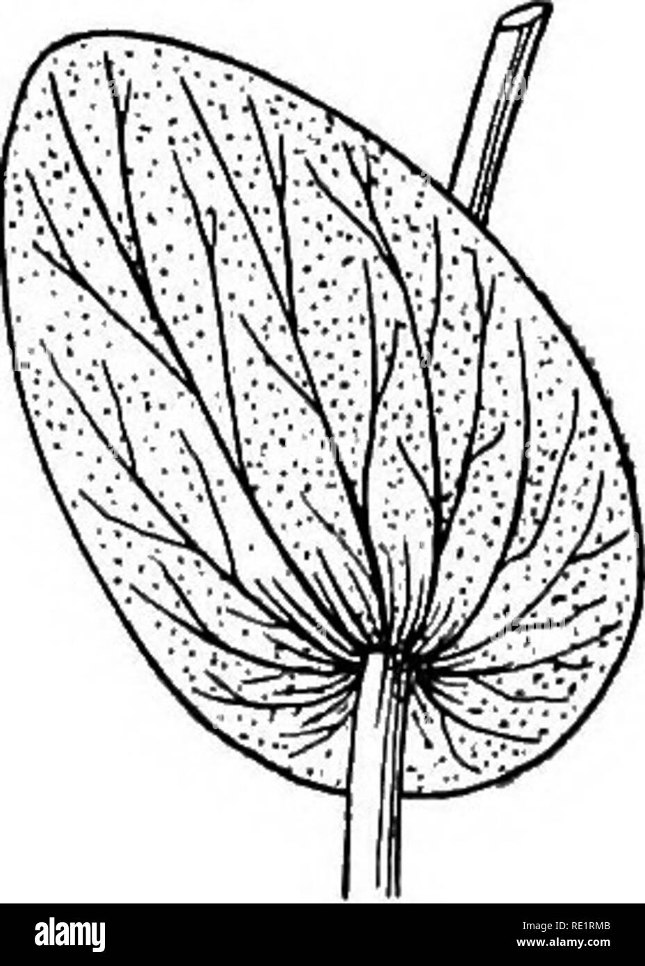 Perfoliate Leaf