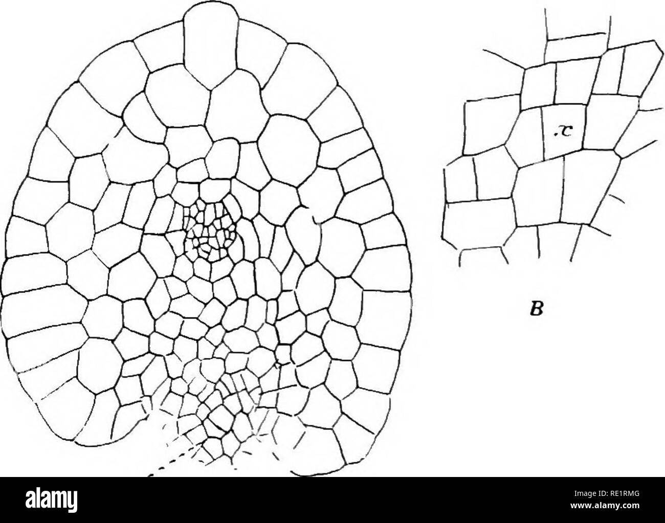 Marattiales hi-res stock photography and images - Alamy