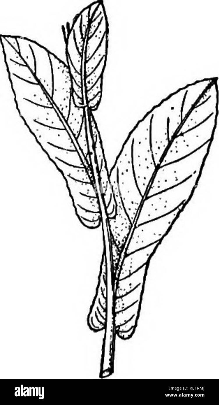 Pan danus hi-res stock photography and images - Alamy