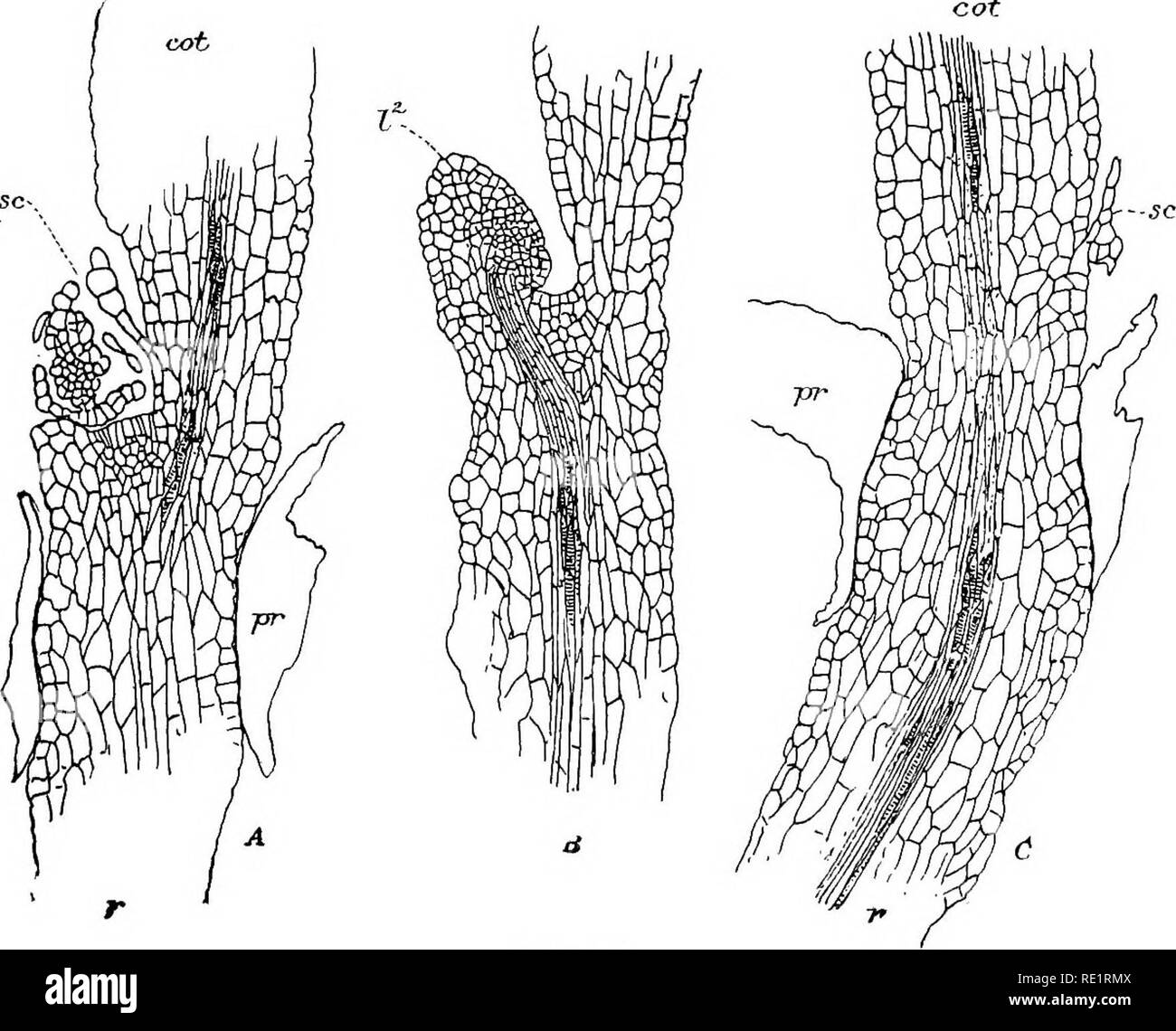 . The Eusporangiatae; the comparative morphology of the Ophioglossaceae ...