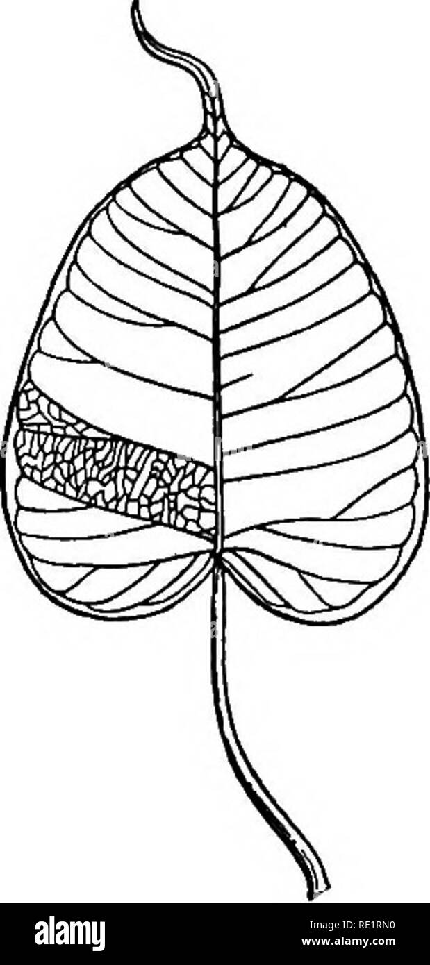 . A manual of Indian botany. Botany. Fig;. 31.—Serrate Leaves of Jaba ...