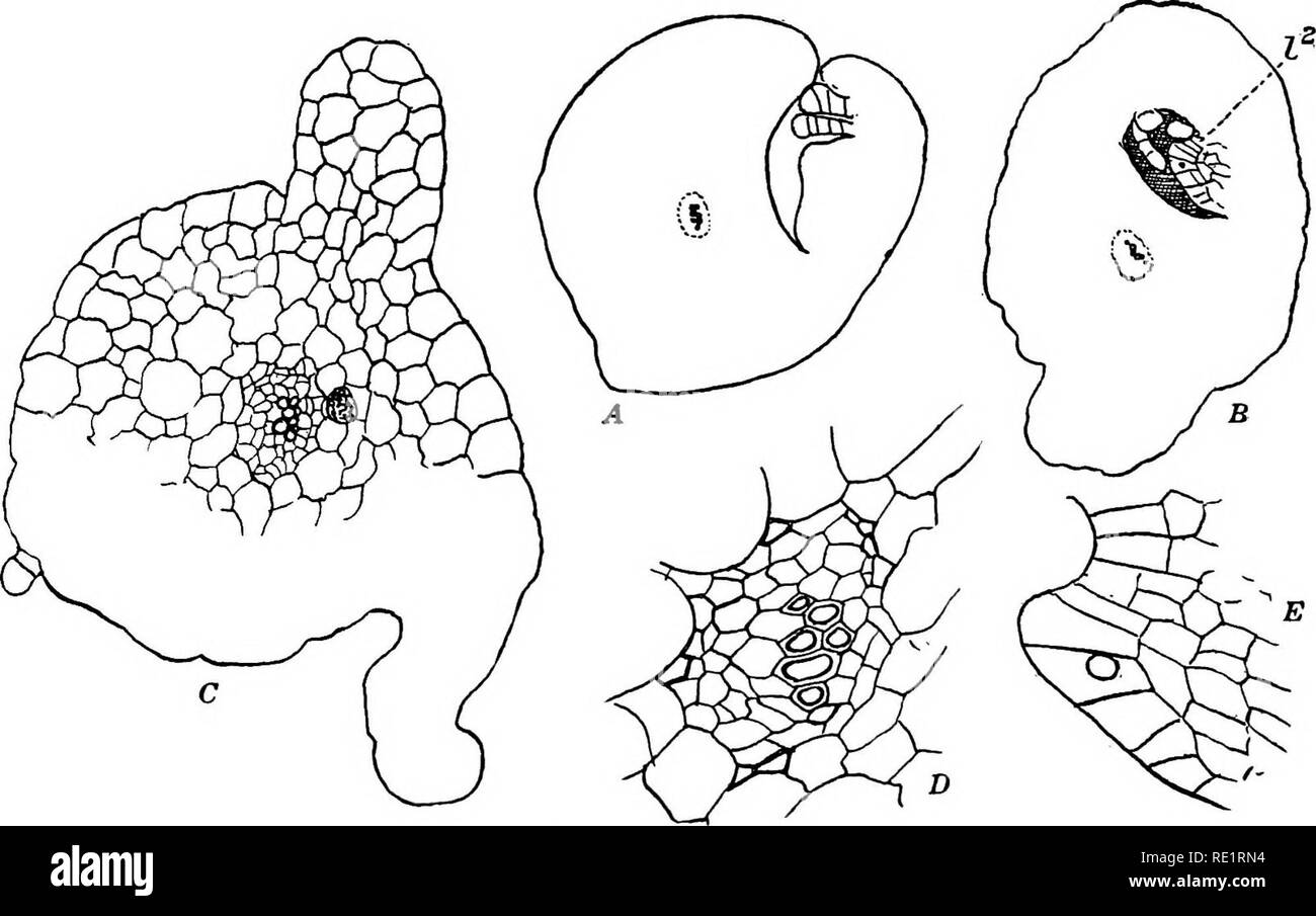 . The Eusporangiatae; the comparative morphology of the Ophioglossaceae ...