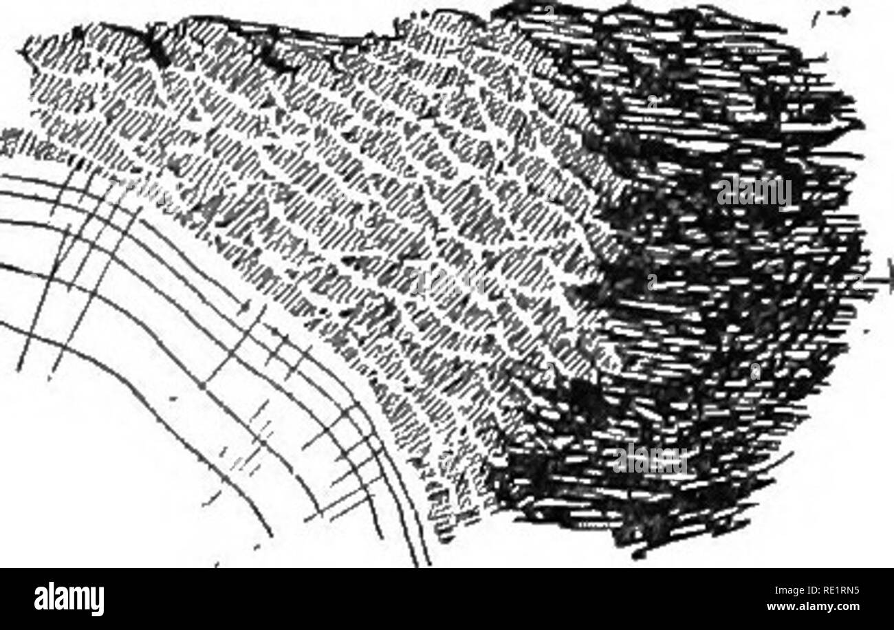 . Nature and development of plants. Botany. Fig. 48. Fig. 49. Fig. 48 ...