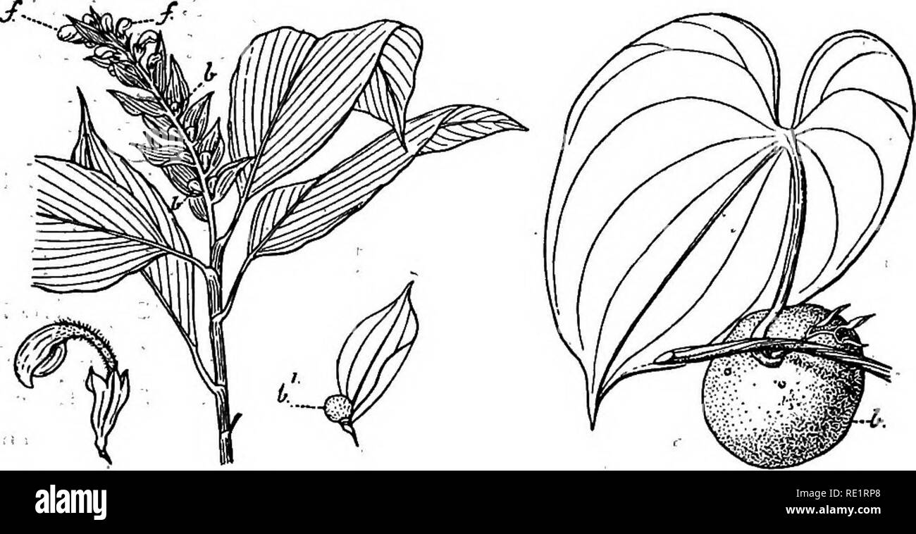 Bulb Plant Diagram