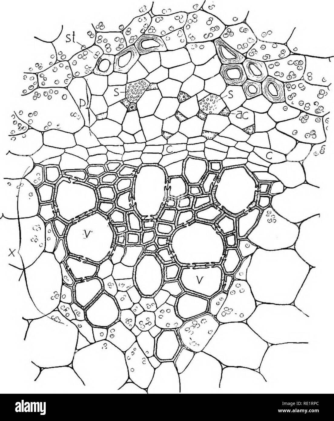 . Nature and development of plants. Botany. NATURE OF PLANTS 79 lem ...