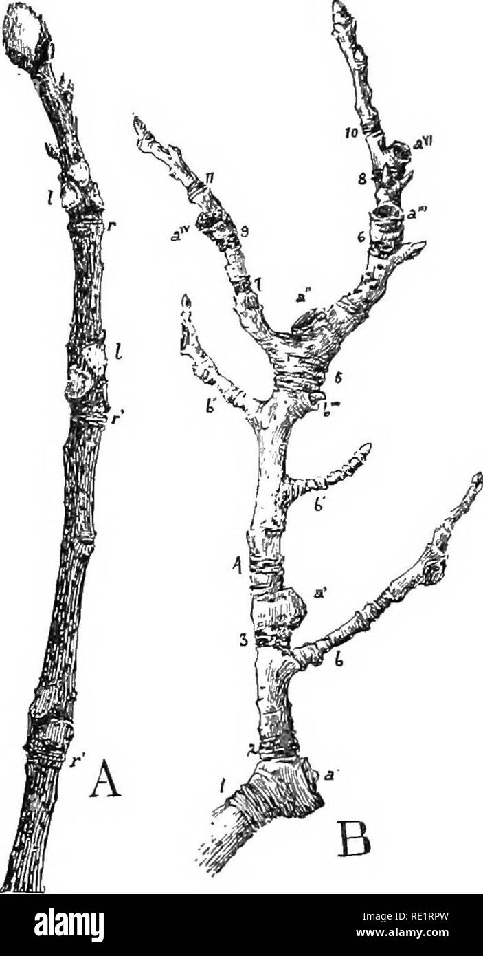 Terminal Bud Of Tree