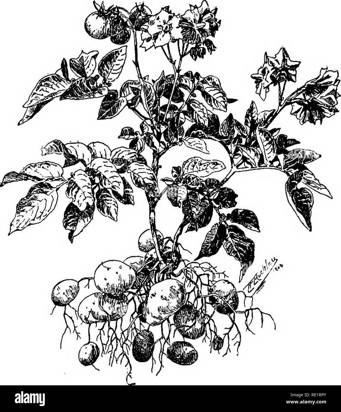 Swollen underground plant stem hi-res stock photography and images - Alamy