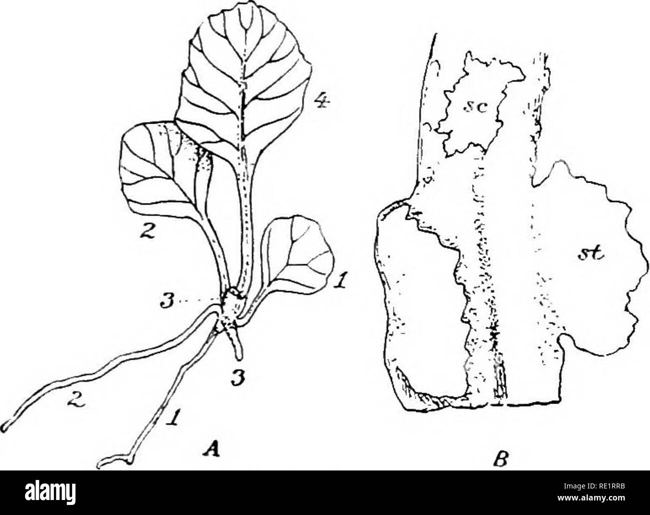 Dichotomous venation Black and White Stock Photos & Images - Alamy