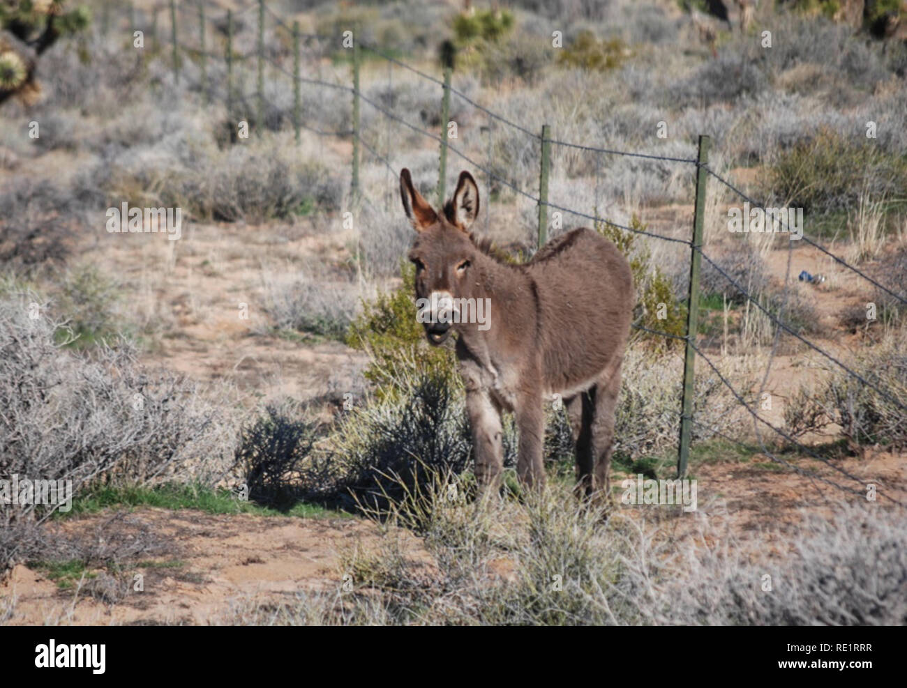 Red Rock Canyon Jackson Burrow Stock Photo - Alamy
