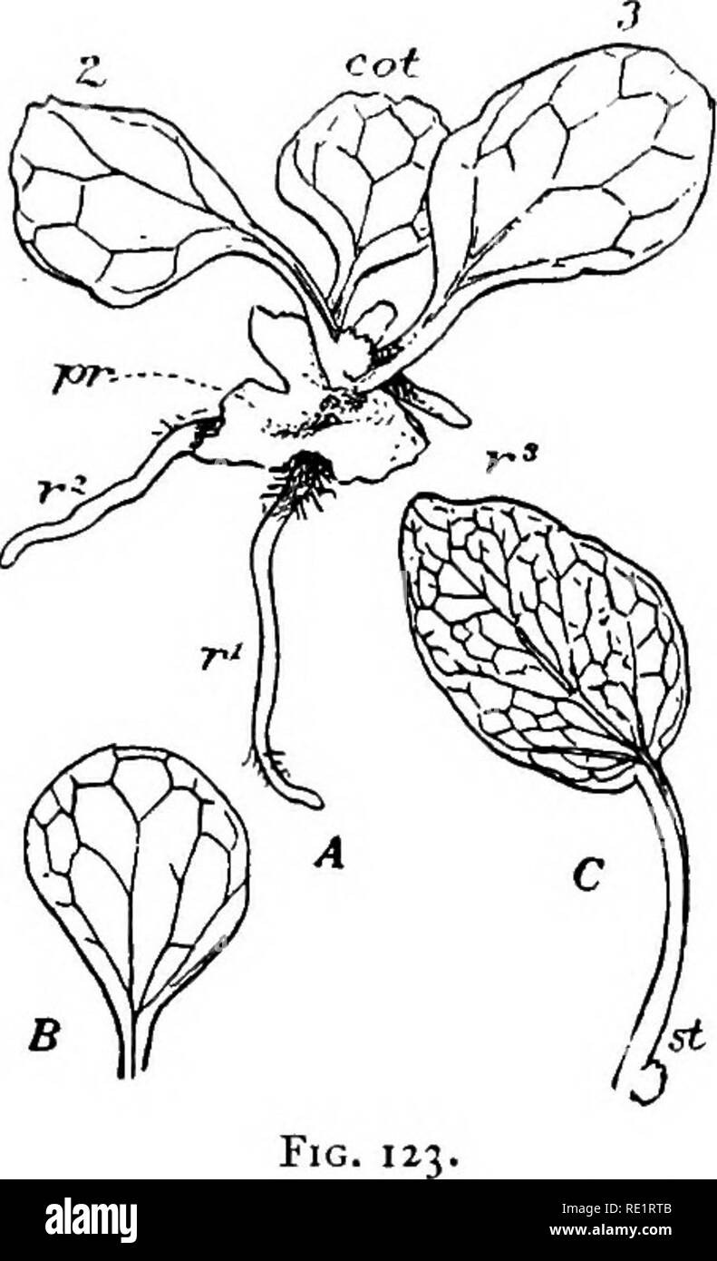 . The Eusporangiatae; the comparative morphology of the Ophioglossaceae ...