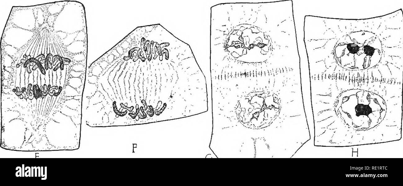 Exposed root structure Black and White Stock Photos & Images - Alamy