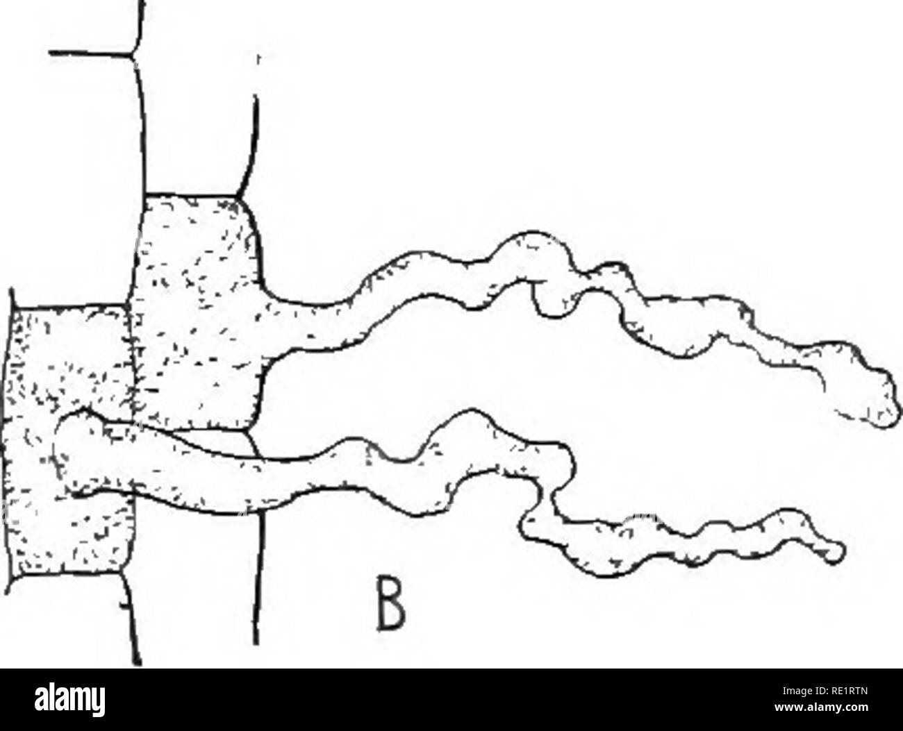 Root hair cell Black and White Stock Photos & Images - Alamy