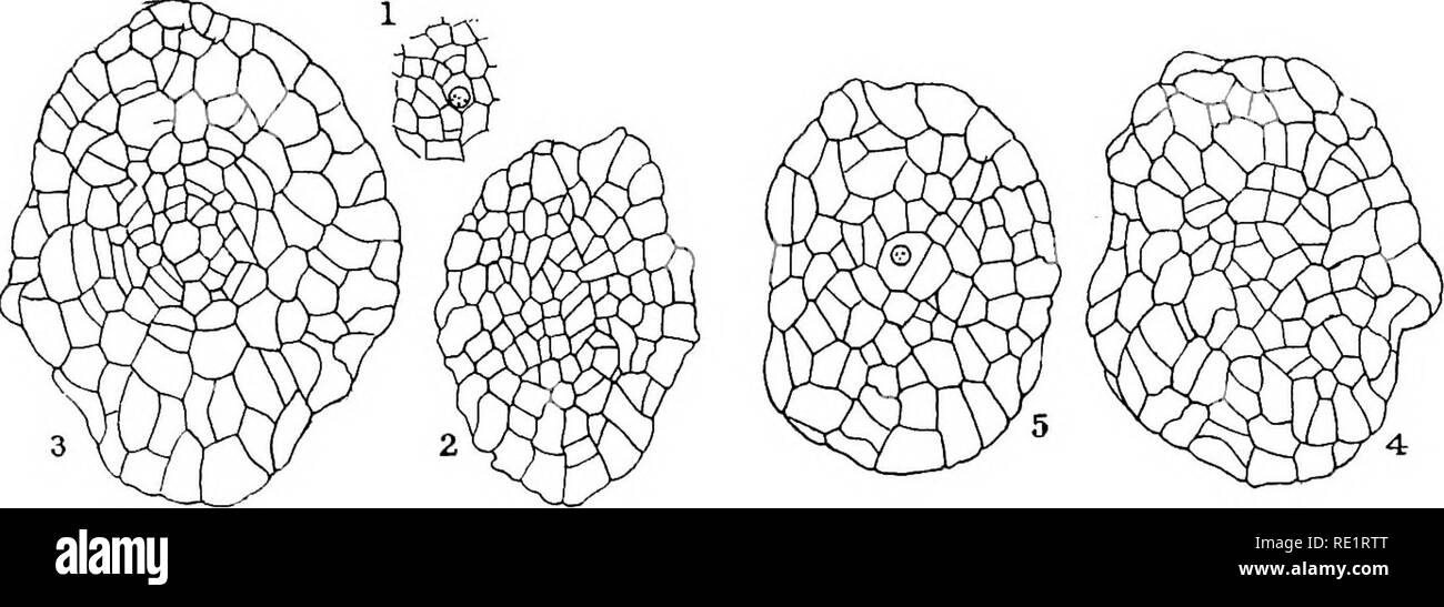 Cell elongation Black and White Stock Photos & Images - Alamy