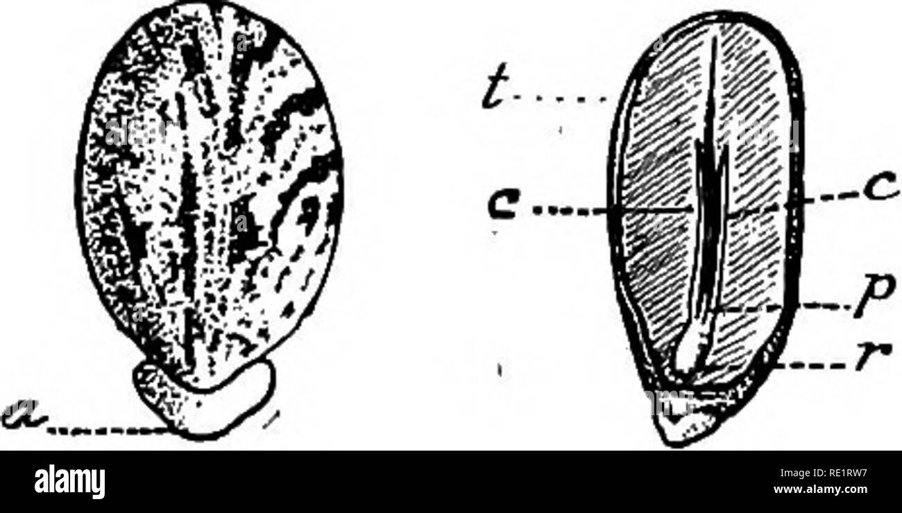 . A manual of Indian botany. Botany. THE SEED. Whole Seed r Section ...