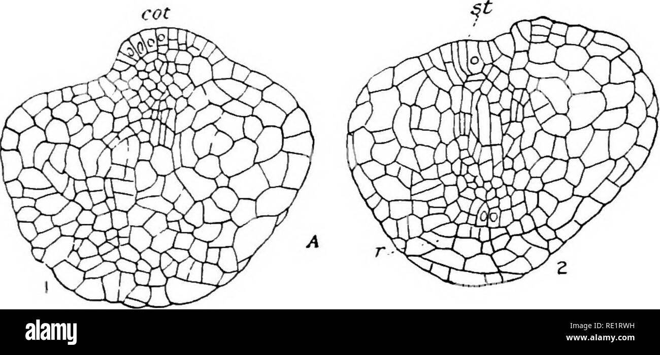 . The Eusporangiatae; the comparative morphology of the Ophioglossaceae ...