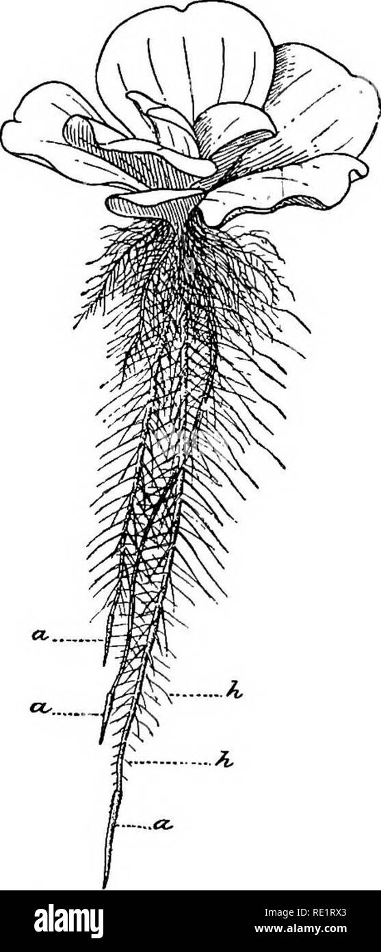 Pistia Diagram