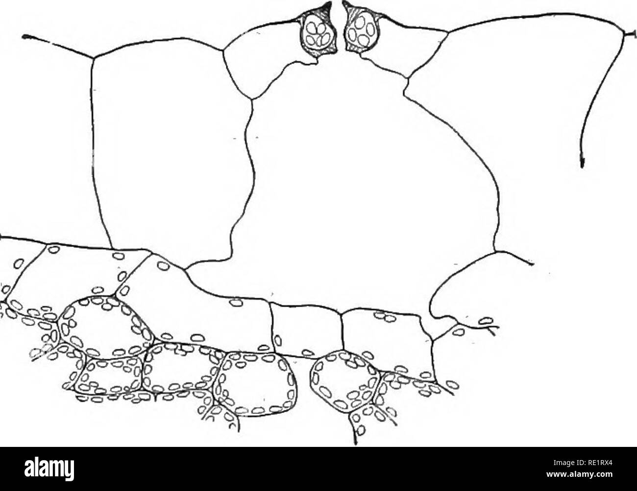 Leaf cross section stomata hi-res stock photography and images - Alamy
