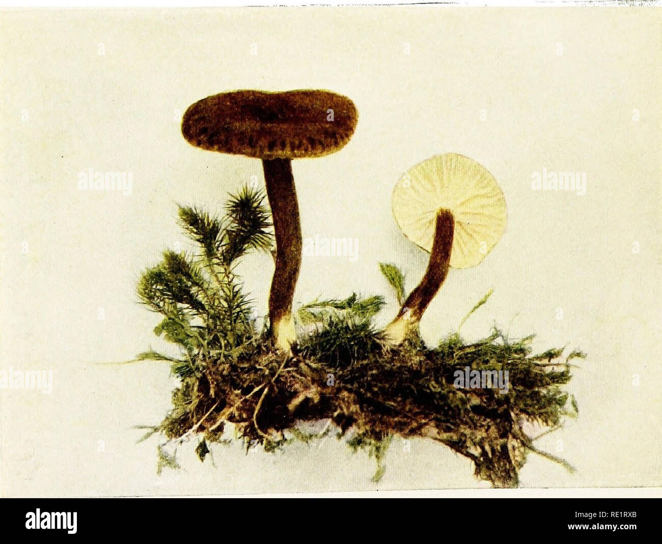 . The mushroom book : a popular guide to the identification and study ...
