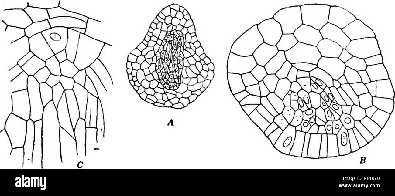 . The Eusporangiatae; the comparative morphology of the Ophioglossaceae ...