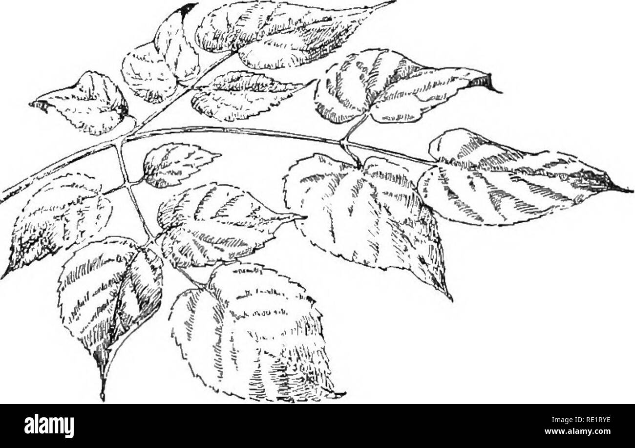 Angular stems Black and White Stock Photos & Images - Alamy