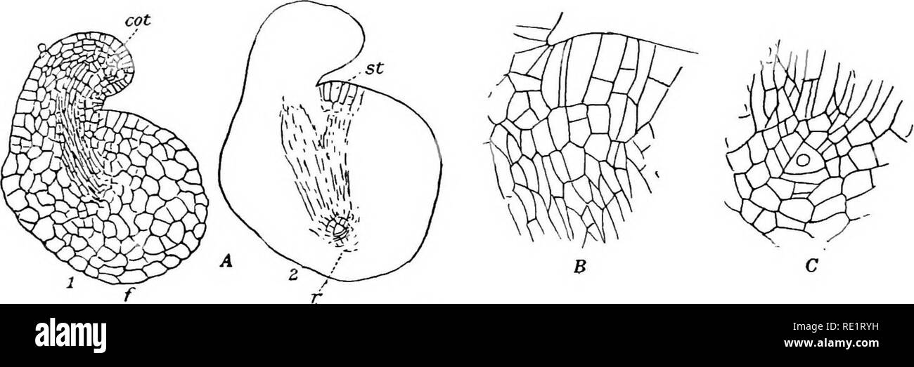 Marattiales hi-res stock photography and images - Alamy
