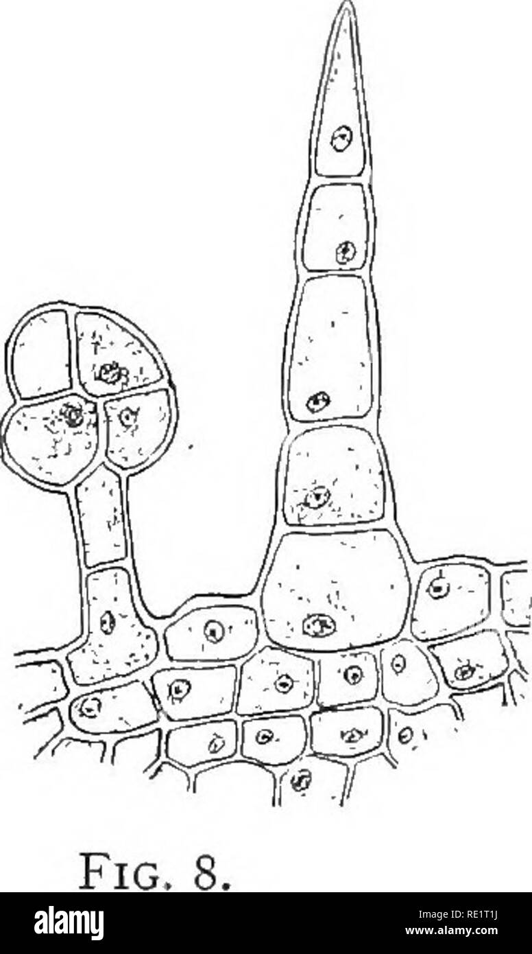 . Nature and development of plants. Botany. FiG. 7. Fig. 7. Section ...