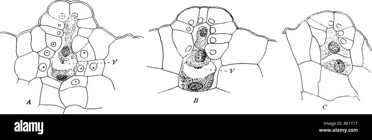 . The Eusporangiatae; the comparative morphology of the Ophioglossaceae ...
