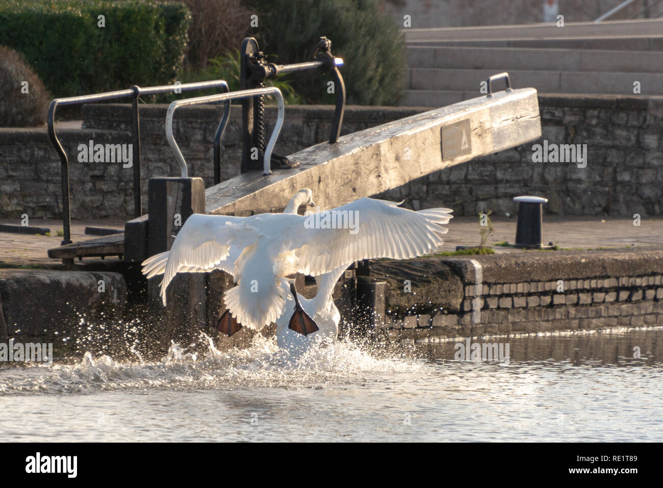 Two swans making hi-res stock photography and images - Alamy